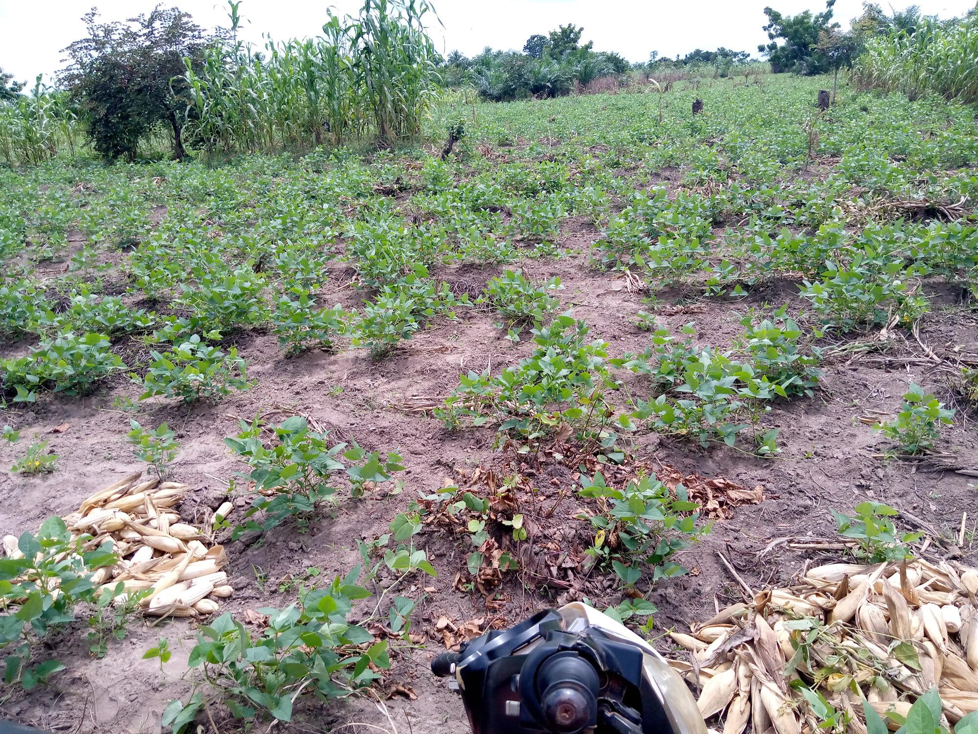 Agriculture | Houdou